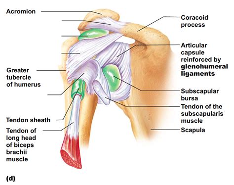 Shoulder Joints Diagram Quizlet