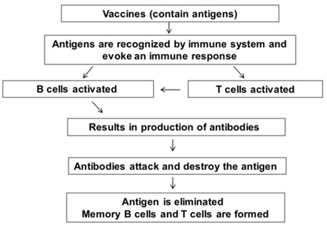 Immunizations Flashcards Quizlet