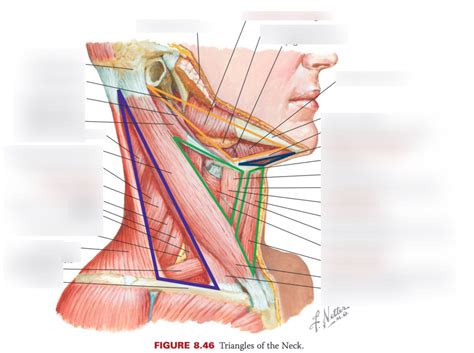 Phy Muscles Of The Anterior Neck Diagram Quizlet