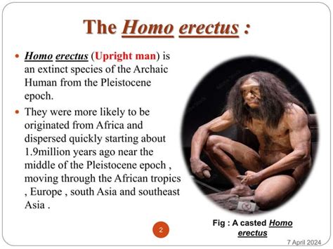 Homo Erectus The Upright Man Manipur University PPT