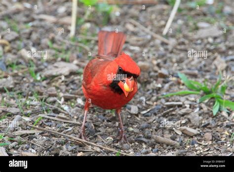 Male Northern Cardinal Cardinalis Cardinalis Stock Photo Alamy