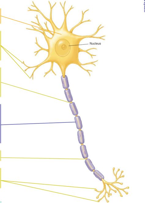 Diagram Of Neuron Structure Quizlet