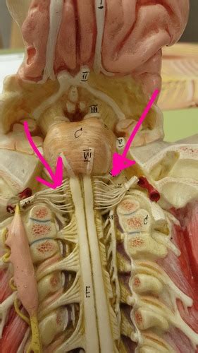 Spinal Cord Entire Flashcards Quizlet