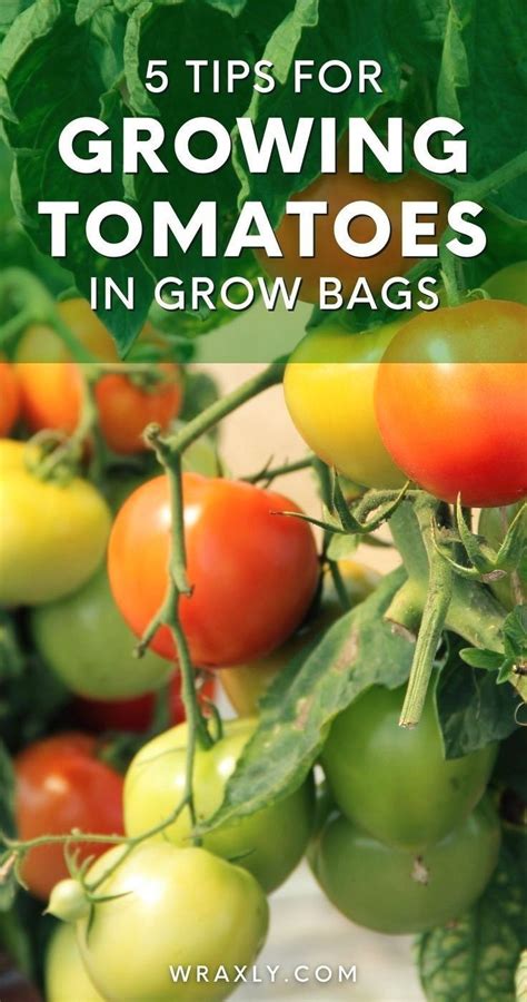 Tips For Growing Tomatoes In Containers Artofit