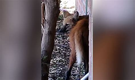 Rescatan un Aguará Guazú en la zona de Villa Jardín Canalweb San Pedro