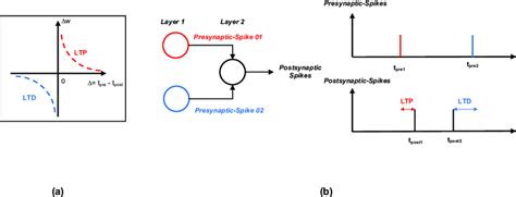 unsupervised learning with stdp a a graph showing the relationship download scientific