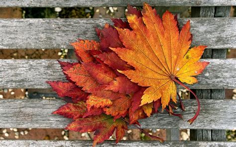 Sale De Otoño Hojas Secas Foto gratis en Pixabay