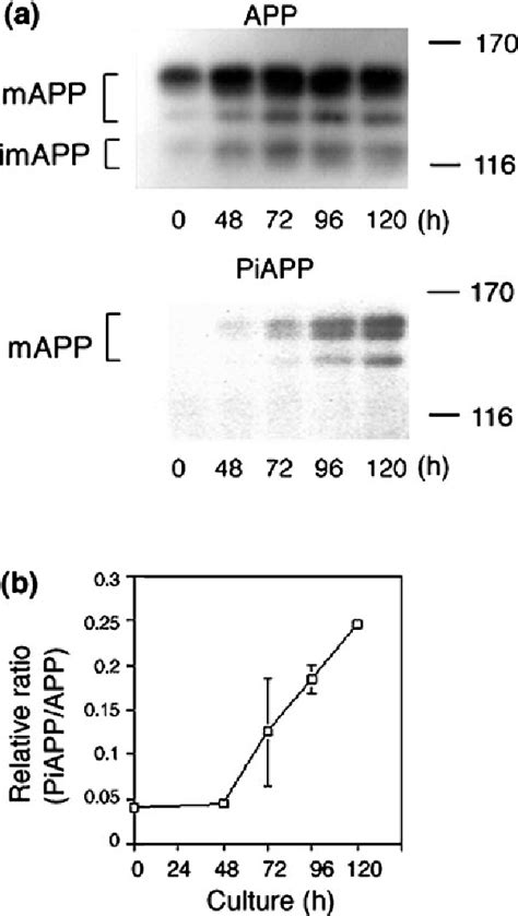 Figure 1 From Role Of Phosphorylation Of Alzheimers Amyloid Precursor