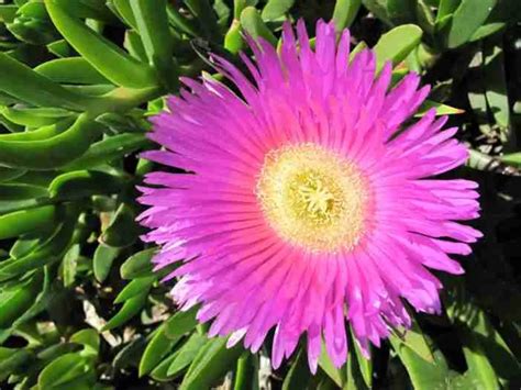 Cómo cultivar y cuidar Carpobrotus Blog de Cactus 2024