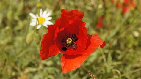 Amapola para qué sirve la amapola Tele Naturista
