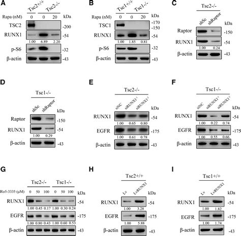 Runx Egfr Pathway Contributes To Stat Activation And Tumor Growth
