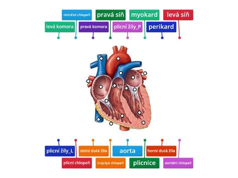 SRDCE obrázek Labelled diagram