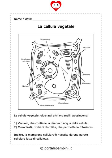La Cellula Materiale Didattico Scuola Primaria Portalebambini It