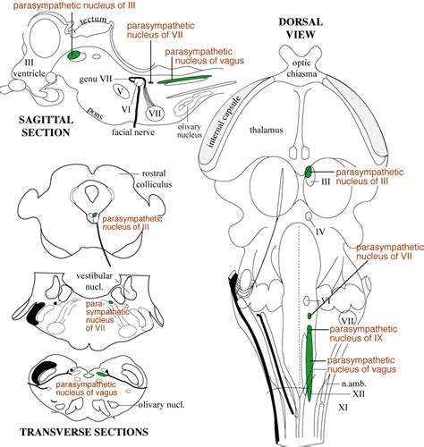 Facial Nerve Brainstem