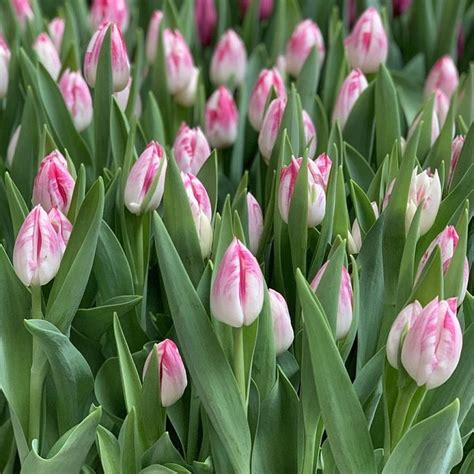 Tulip Caramba Bufl Ru