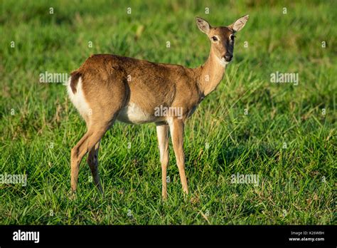 Pampas Deer Ozotoceros Bezoarticus Female Pantanal Mato Grosso Do