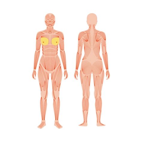 Sistema Muscular Humano Vetor Premium