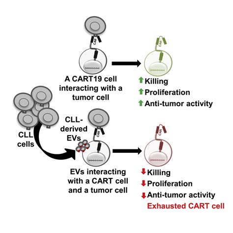 Car T Cell Production Protocol