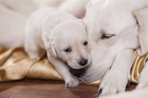 Qué es y para qué sirve el pedigree Blog de ADOPTA un Animal