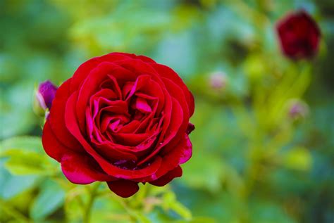 Roos Bloem Plantaardige Rode Gratis Foto Op Pixabay Pixabay