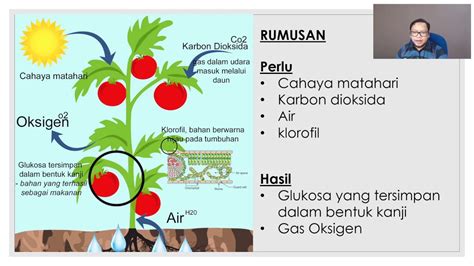 Sains Tahun Tumbuhan Fotosintesis Youtube