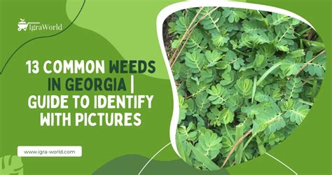 13 Common Weeds In Georgia Guide To Identify With Pictures Igra World