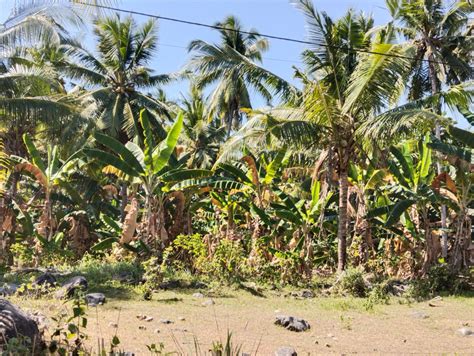Hama Layu Fusarium Pada Tanaman Pisang Di Keo Tengah Kabupaten Nagekeo