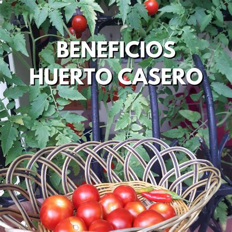 Conoce Los Beneficios De Tener Un Huerto Casero