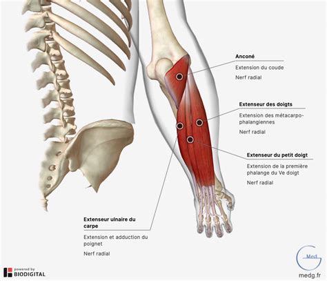 Anatomie du membre supérieur MedG