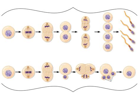 Gametogenesis Steps And Cells Diagram Quizlet