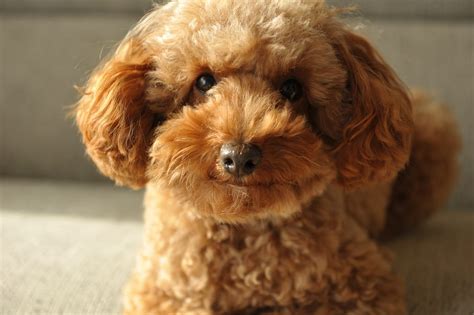 Cuanto Mide Un French Poodle Mini Toy Wow Blog