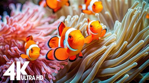 The Best 4k Aquarium For RelaxationWitness Beautiful Aquarium Life And