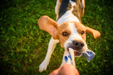 Meu Cachorro Quer Carinho e Atenção o Tempo Todo E Agora Mundo Ecologia