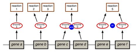 the gene protein reaction relationship boolean logic is used to download scientific diagram