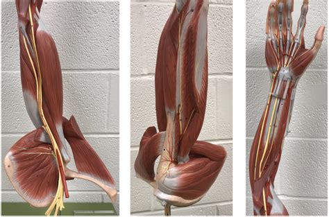 Anatomy Lab Arm Vessels Diagram Quizlet