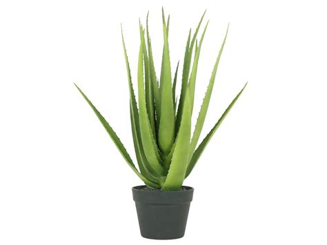 Aloe Vera Artificiel 60cm
