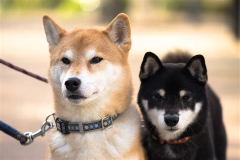 Shiba Inu Características cuidados y curiosidades TodoShibaInu