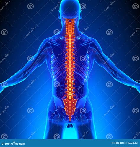Anatomía De La Espina Dorsal Con El Sistema De Ciculatory Stock de
