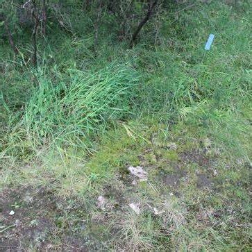 Ground Layer Vegetation At W036 In Area 6 Where 20 Wahlenbergia
