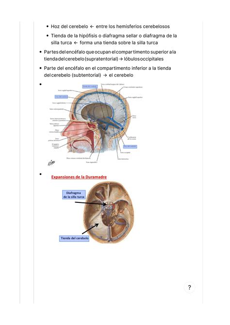SOLUTION Lab11 Meninges Senos Venosos Durales Y L Quido Cefalorraqu