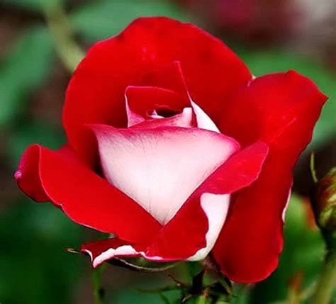 Details Rosas Mas Hermosas Del Mundo Abzlocal Mx