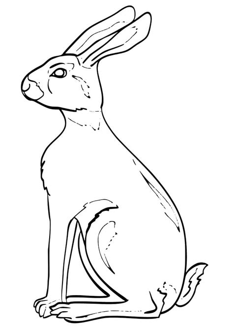 Desenhos De Lebre 3 Para Colorir E Imprimir ColorirOnline