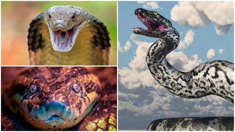 Inilah 10 Ular Terbesar Di Dunia TrenAsia
