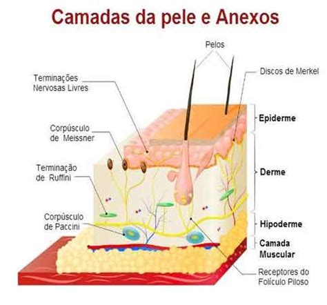 Sistema Tegumentar A Pele Humana E Seus Anexos Planeta Biologia