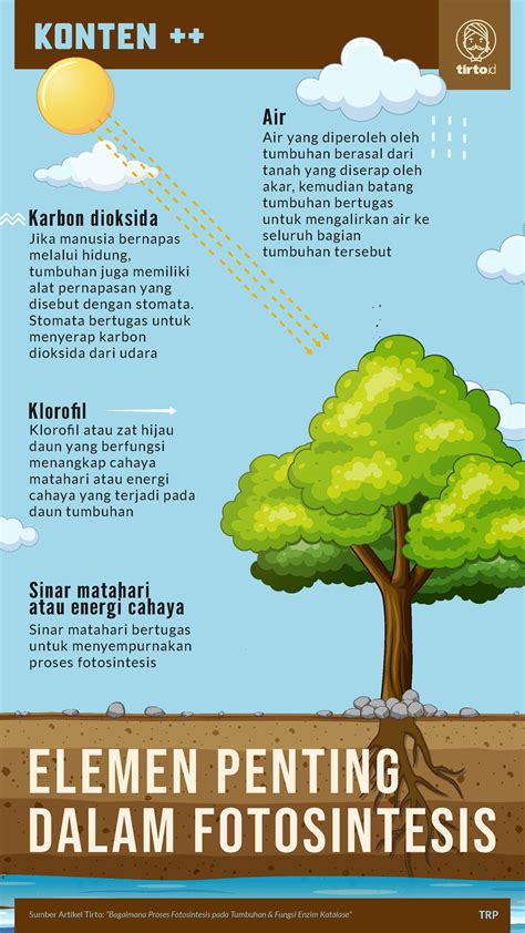 Bagaimanakah Proses Fotosintesis Pada Tumbuhan Homecare