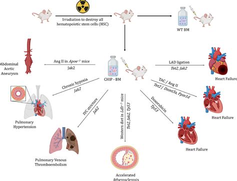 Clonal Hematopoiesis Of Indeterminate Potential And Cardiovascular