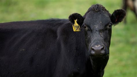 Neuseeland muss wegen Seuche schätzungsweise 150 000 Rinder schlachten