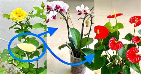 Comment faire refleurir une orchidée avec de la poudre dail