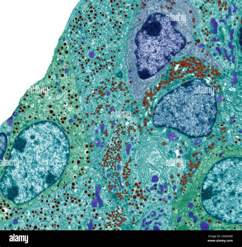 Pancreatic Islet Cells Coloured Transmission Electron Micrograph TEM