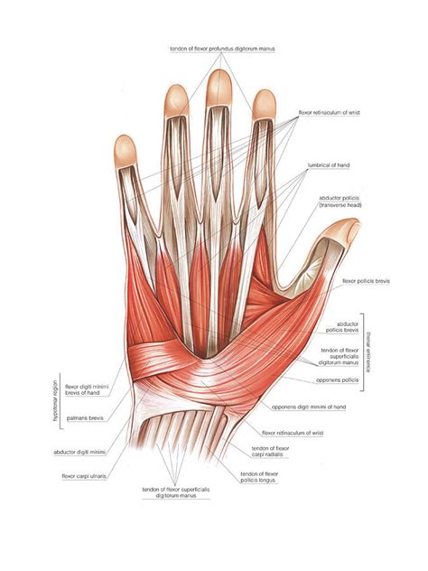Hand Muscle Anatomy Anatomical Charts Posters